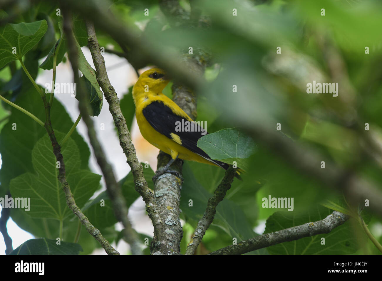 Pirol weiblich -Fotos und -Bildmaterial in hoher Auflösung – Alamy