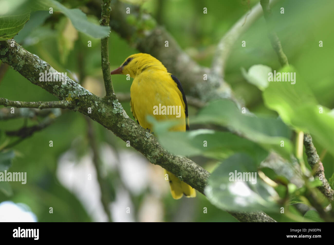 Pirol weiblich -Fotos und -Bildmaterial in hoher Auflösung – Alamy