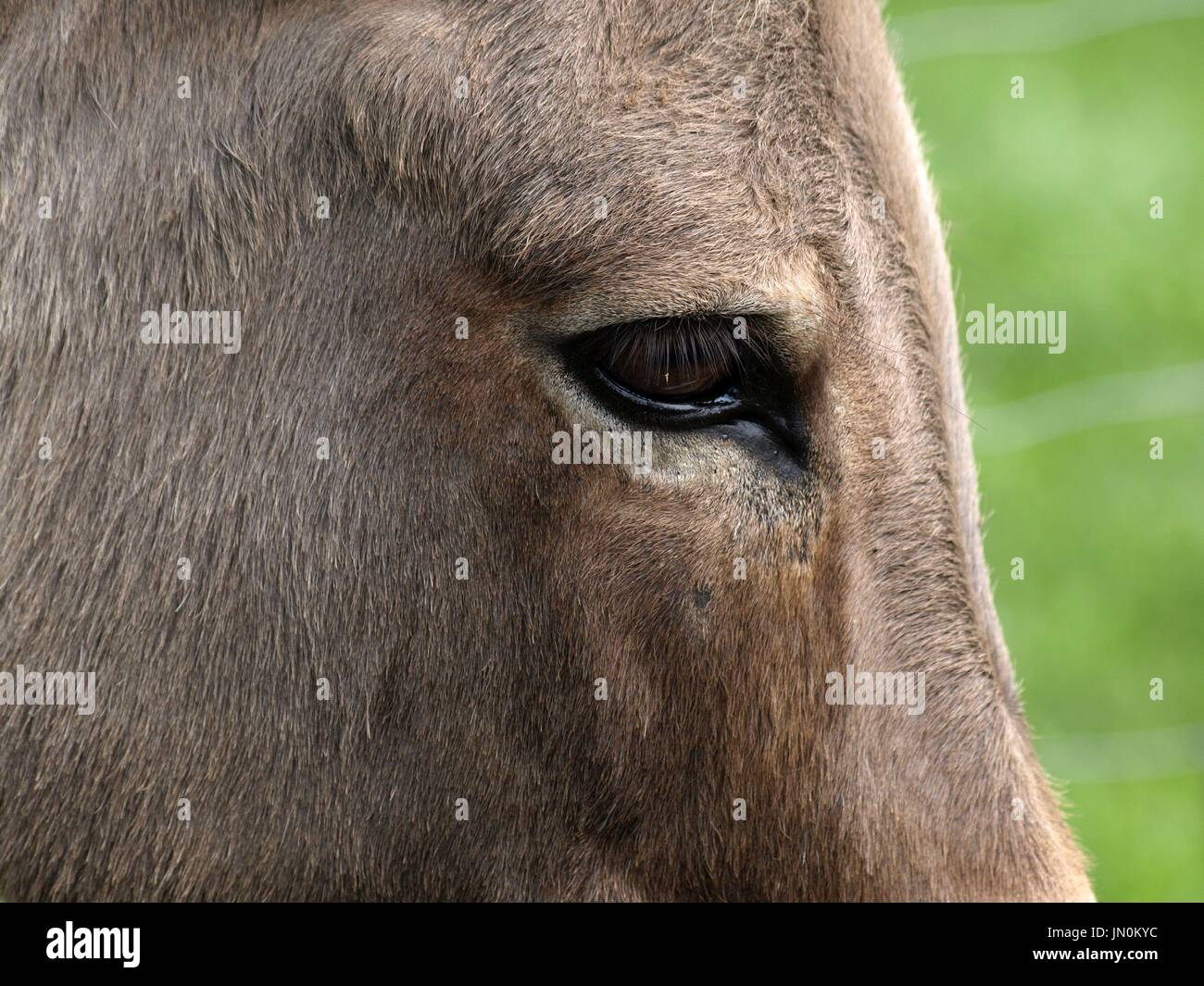 Esel gesicht -Fotos und -Bildmaterial in hoher Auflösung – Alamy