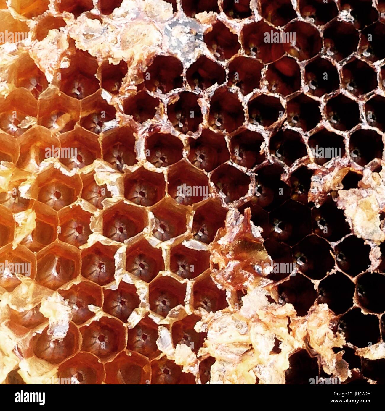 Honigwaben Waben Bienenwachs Wachs Bienenstock Stockfotos und -bilder ...