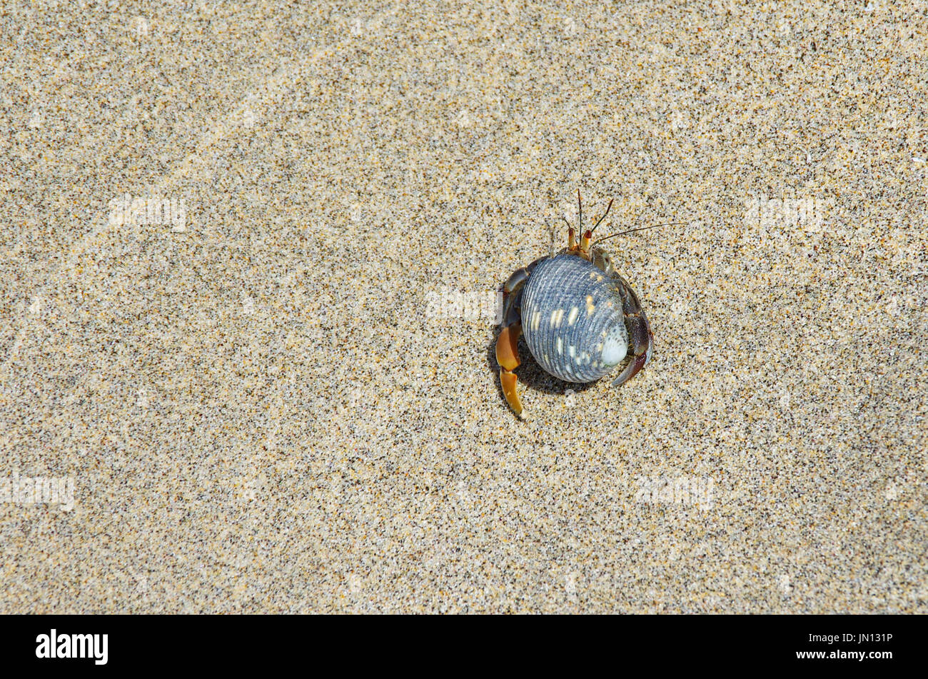 Krebse am strand -Fotos und -Bildmaterial in hoher Auflösung – Alamy