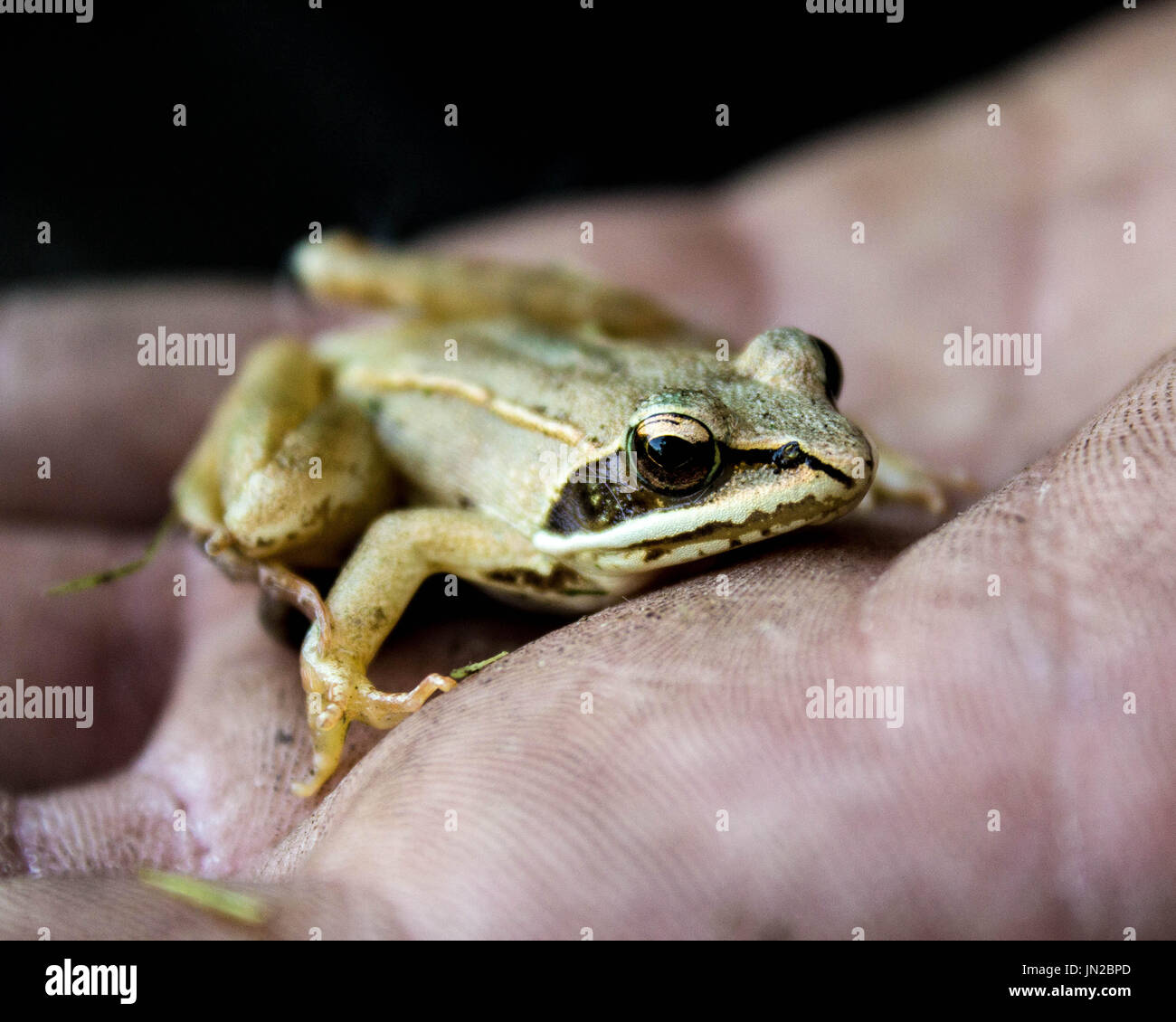 Frosch In Der Hand Stockfotos und -bilder Kaufen - Alamy