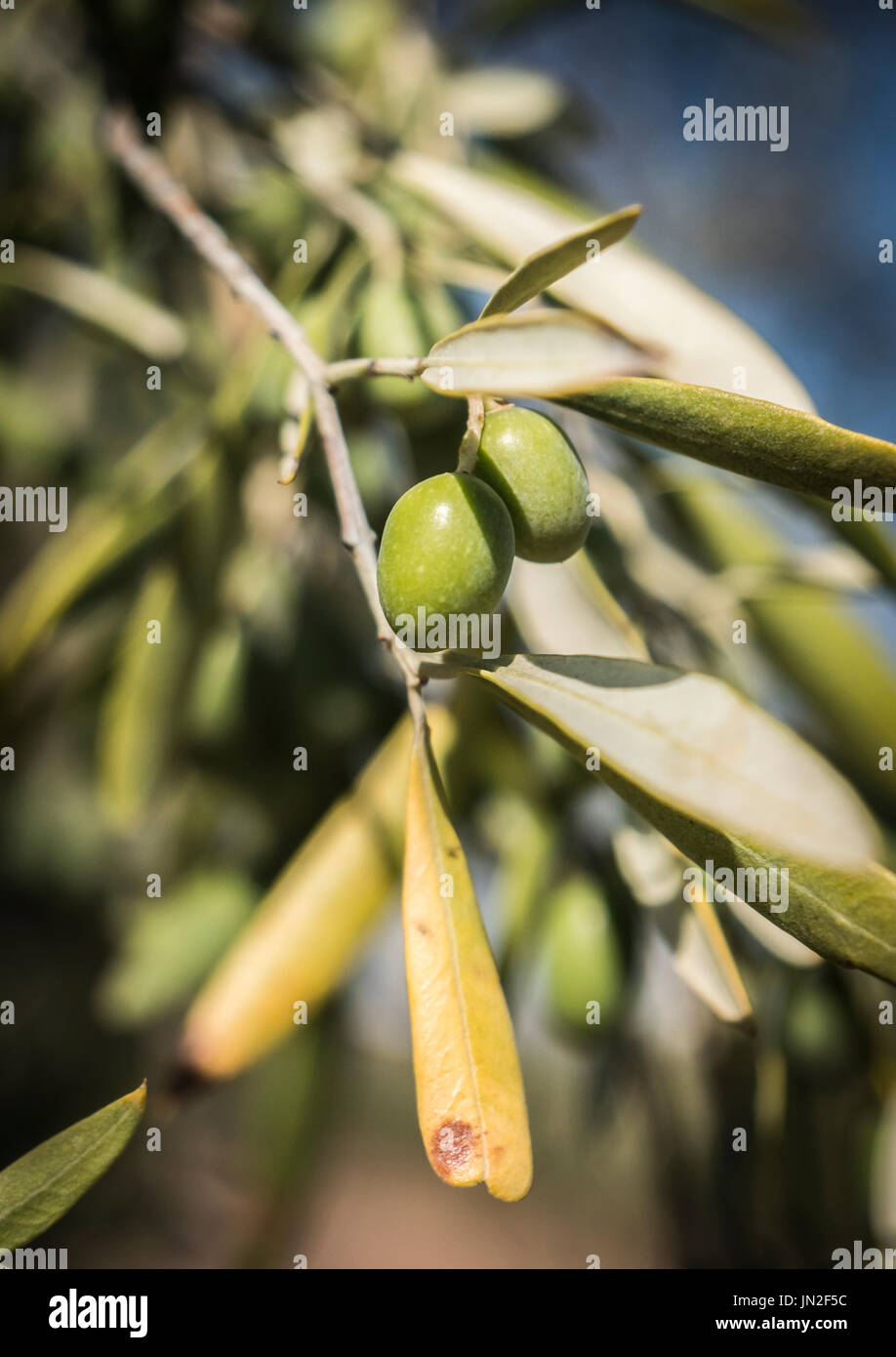 Xylella bakterium xylella fastidiosa -Fotos und -Bildmaterial in hoher ...