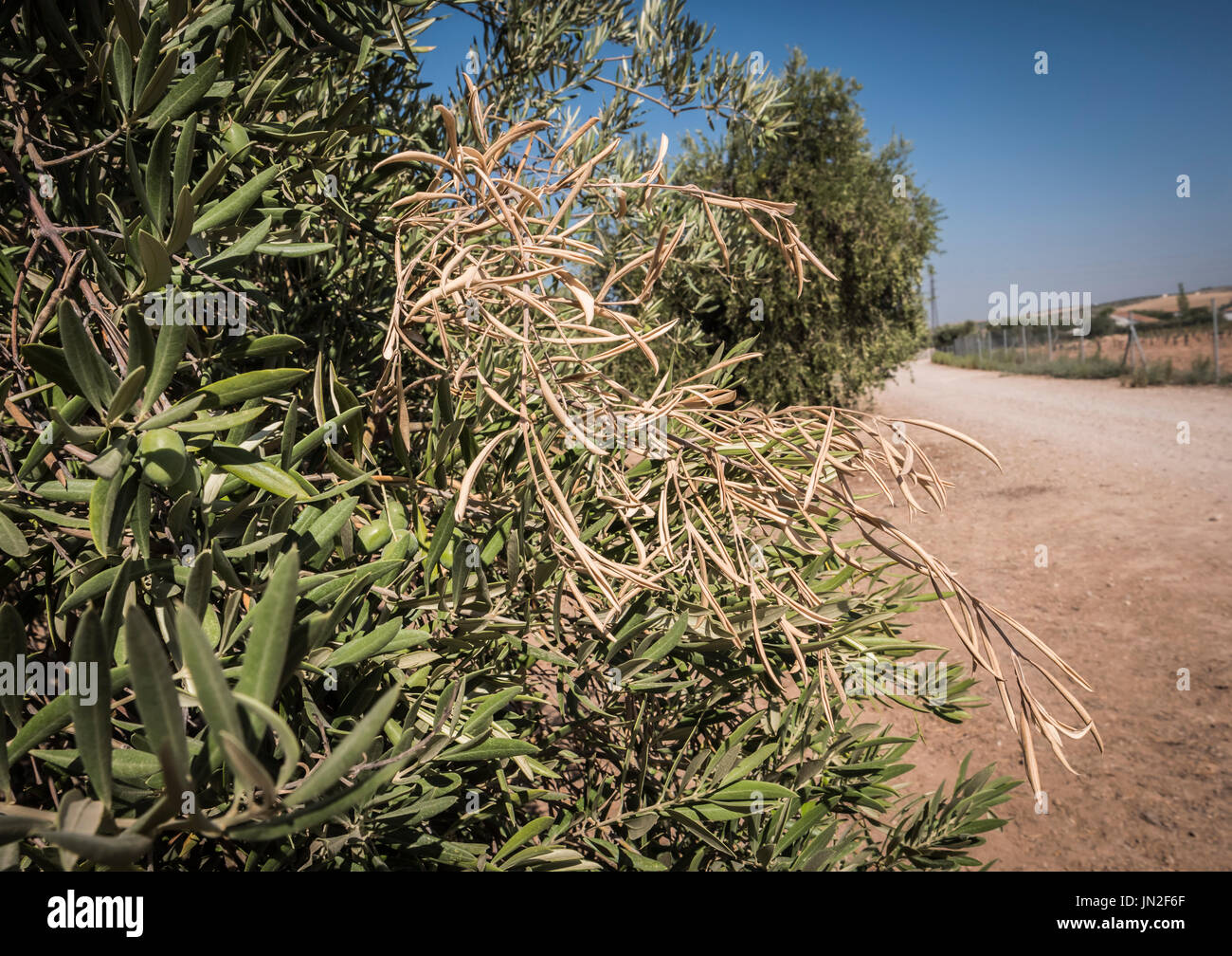 Xylella bakterium xylella fastidiosa -Fotos und -Bildmaterial in hoher ...