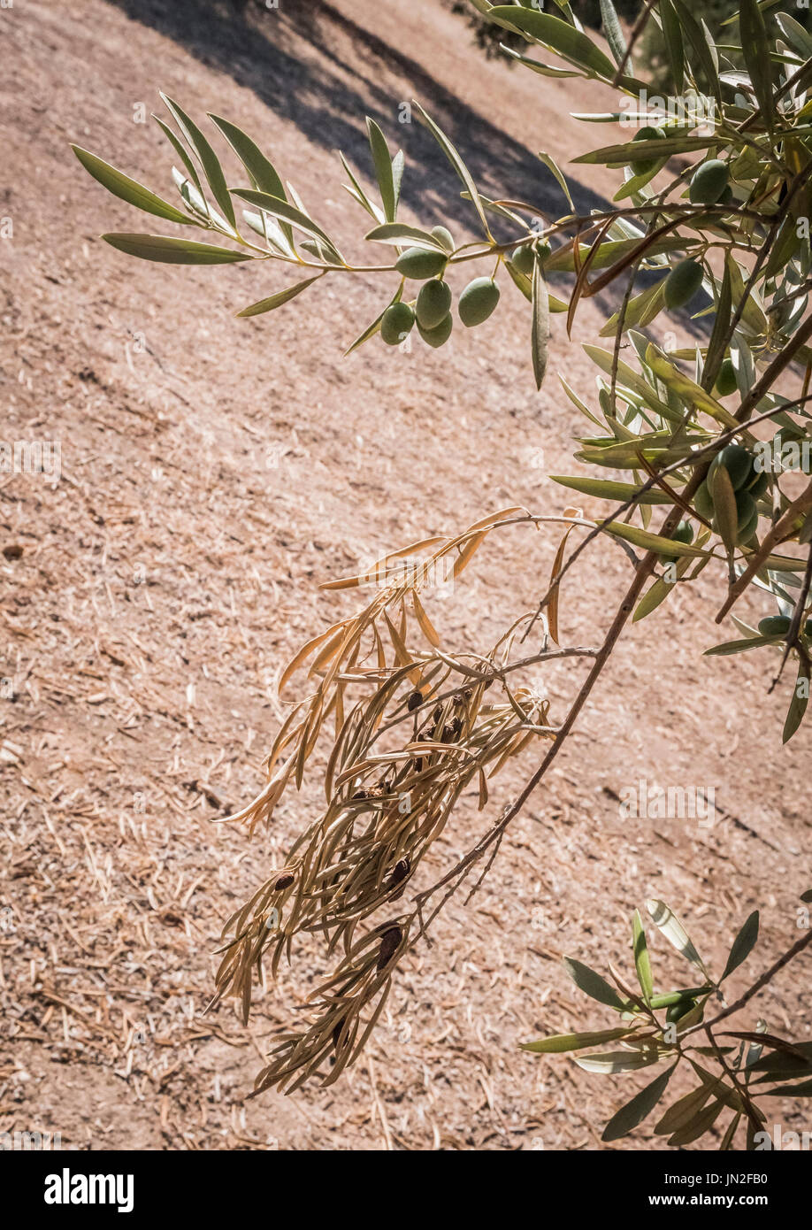 Xylella bakterium xylella fastidiosa -Fotos und -Bildmaterial in hoher ...