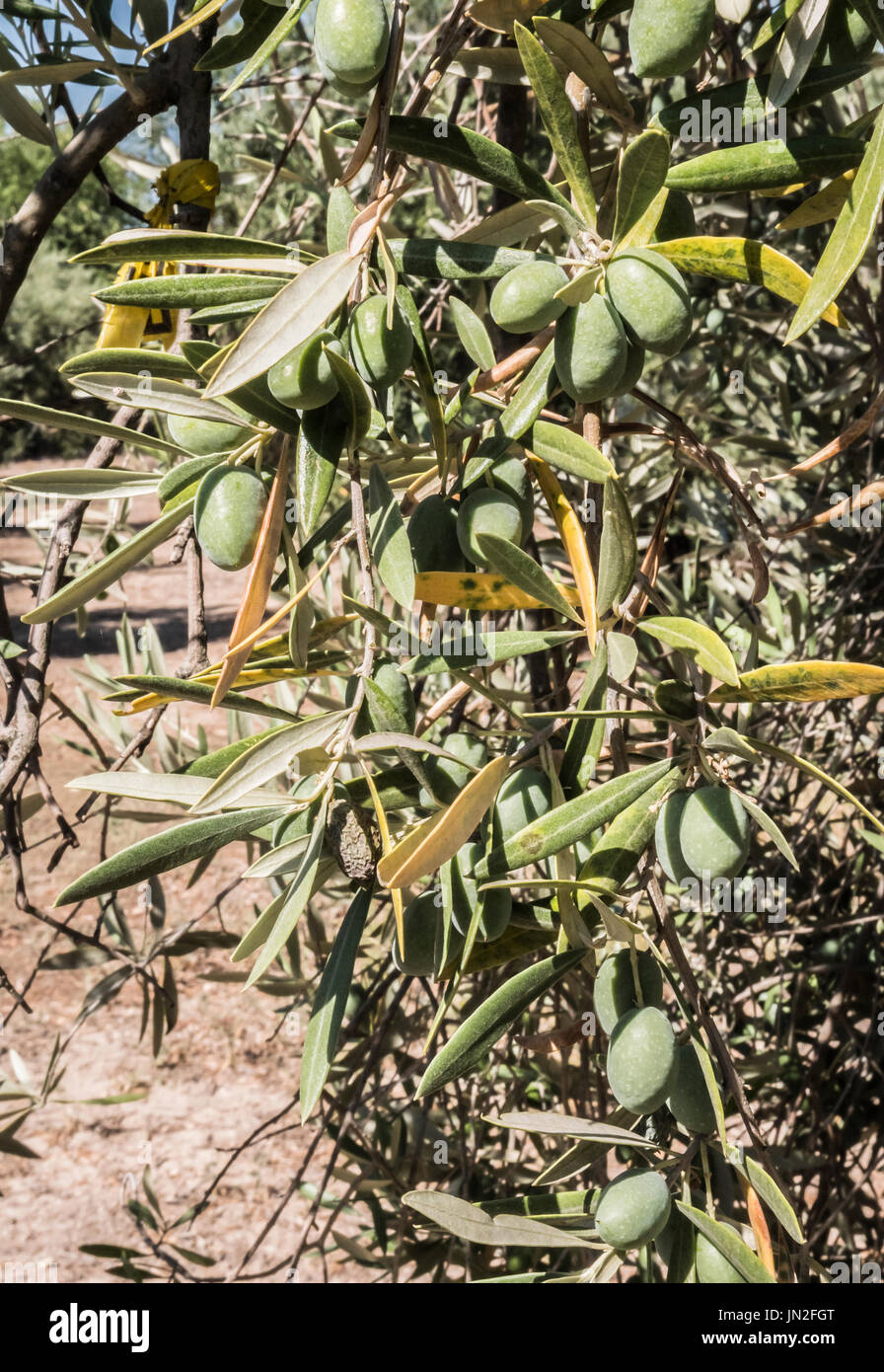 Xylella bakterium xylella fastidiosa -Fotos und -Bildmaterial in hoher ...