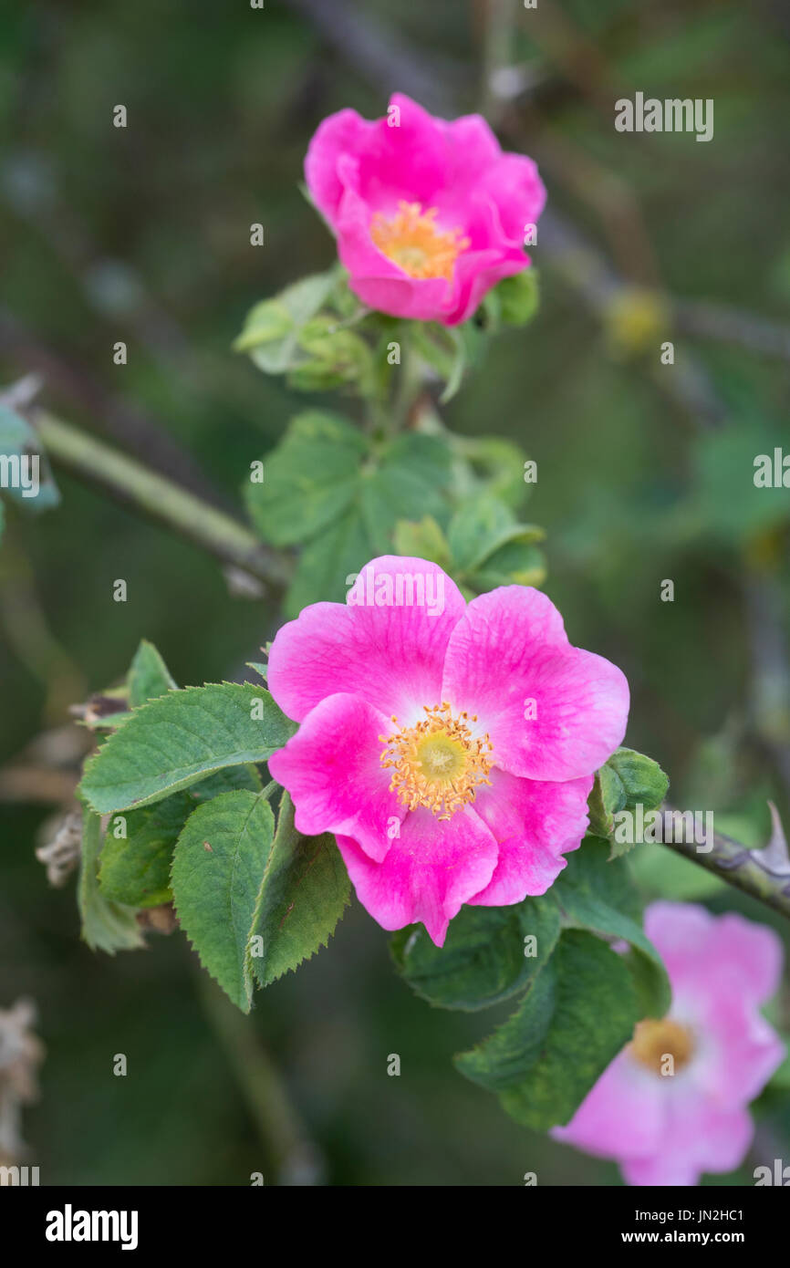 Sherards downy rose rosa sherardii -Fotos und -Bildmaterial in hoher ...