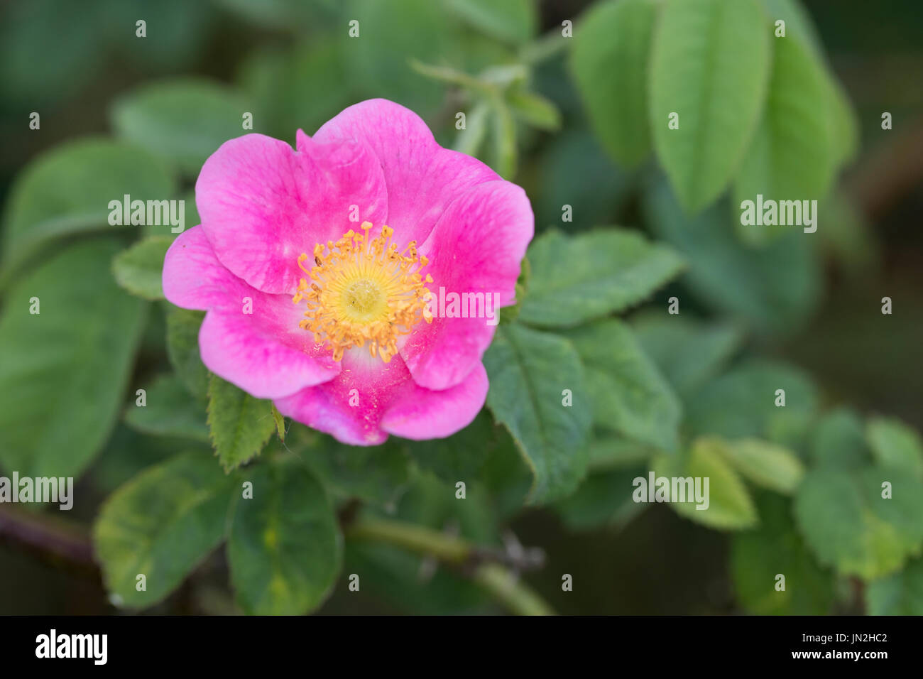 Sherards downy rose -Fotos und -Bildmaterial in hoher Auflösung – Alamy