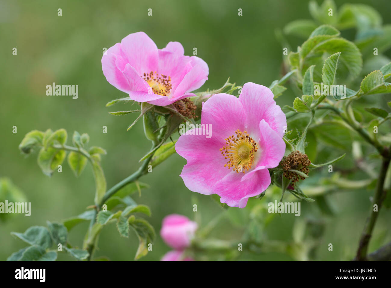 Sherards downy rose rosa sherardii -Fotos und -Bildmaterial in hoher ...