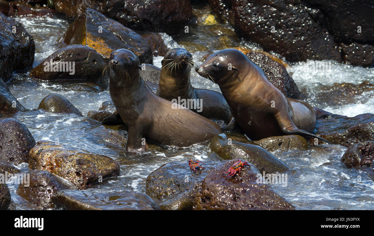 Leon Marino De Las Galapagos Stockfotos und -bilder Kaufen - Alamy