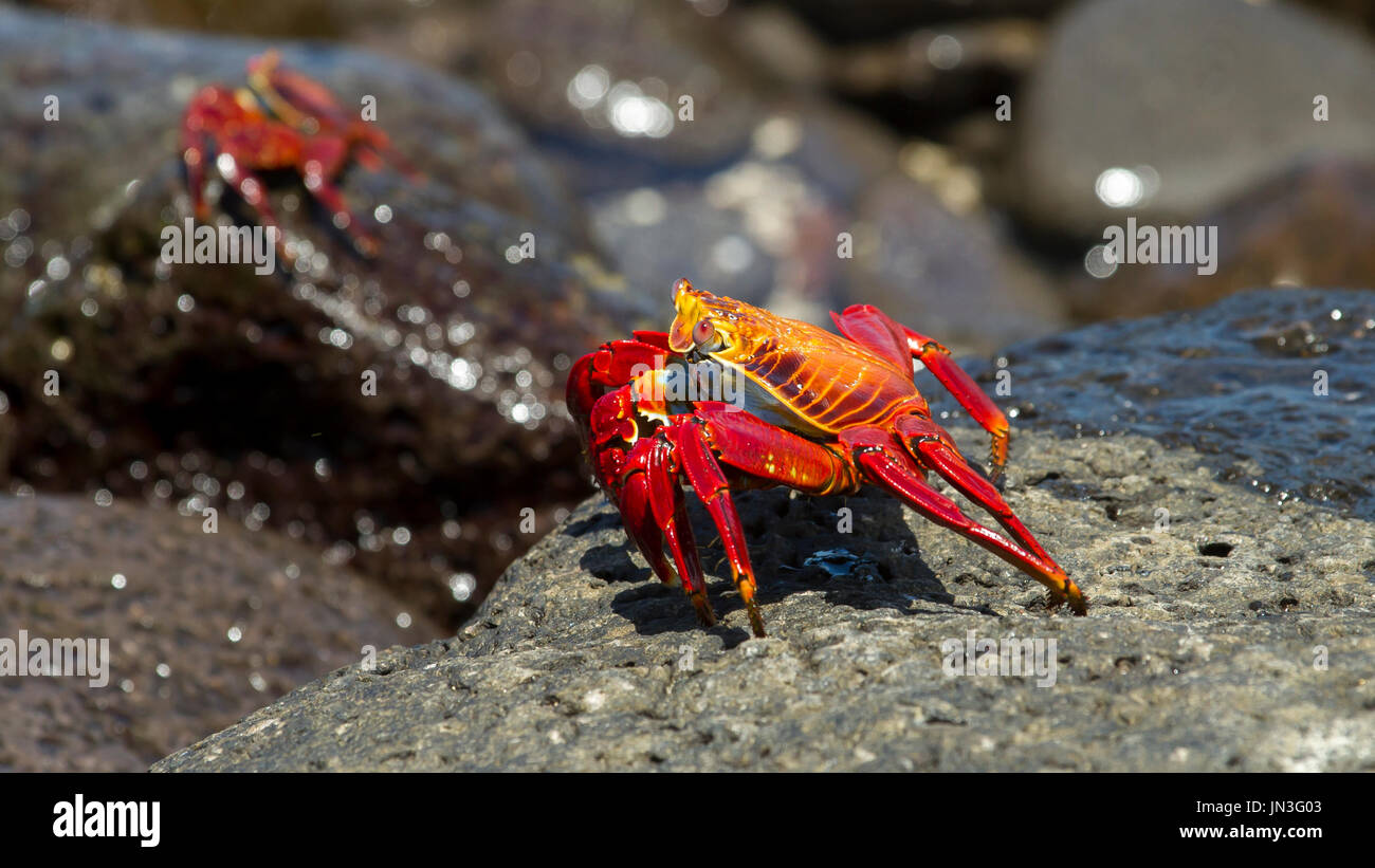 Krabbe rot -Fotos und -Bildmaterial in hoher Auflösung – Alamy