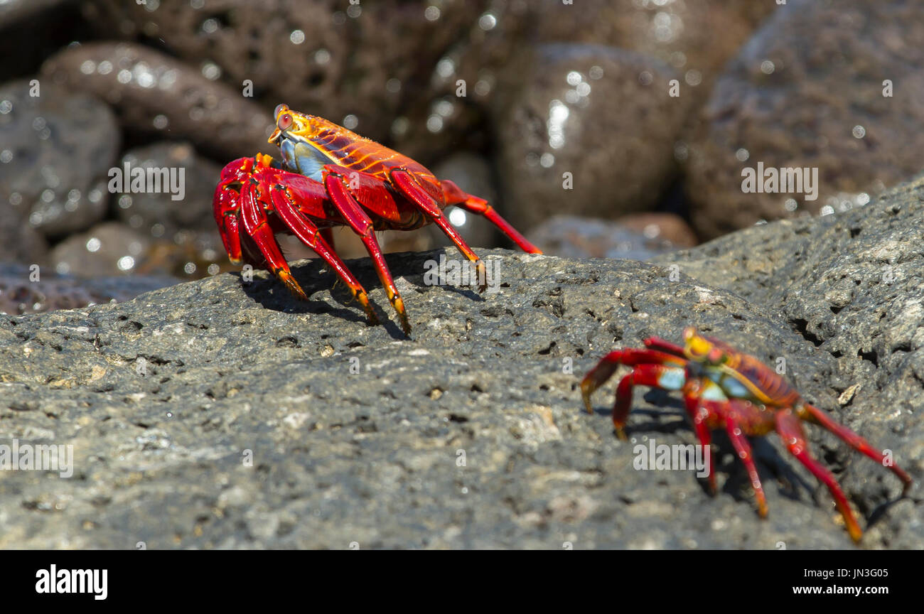 Krabbe rot -Fotos und -Bildmaterial in hoher Auflösung – Alamy