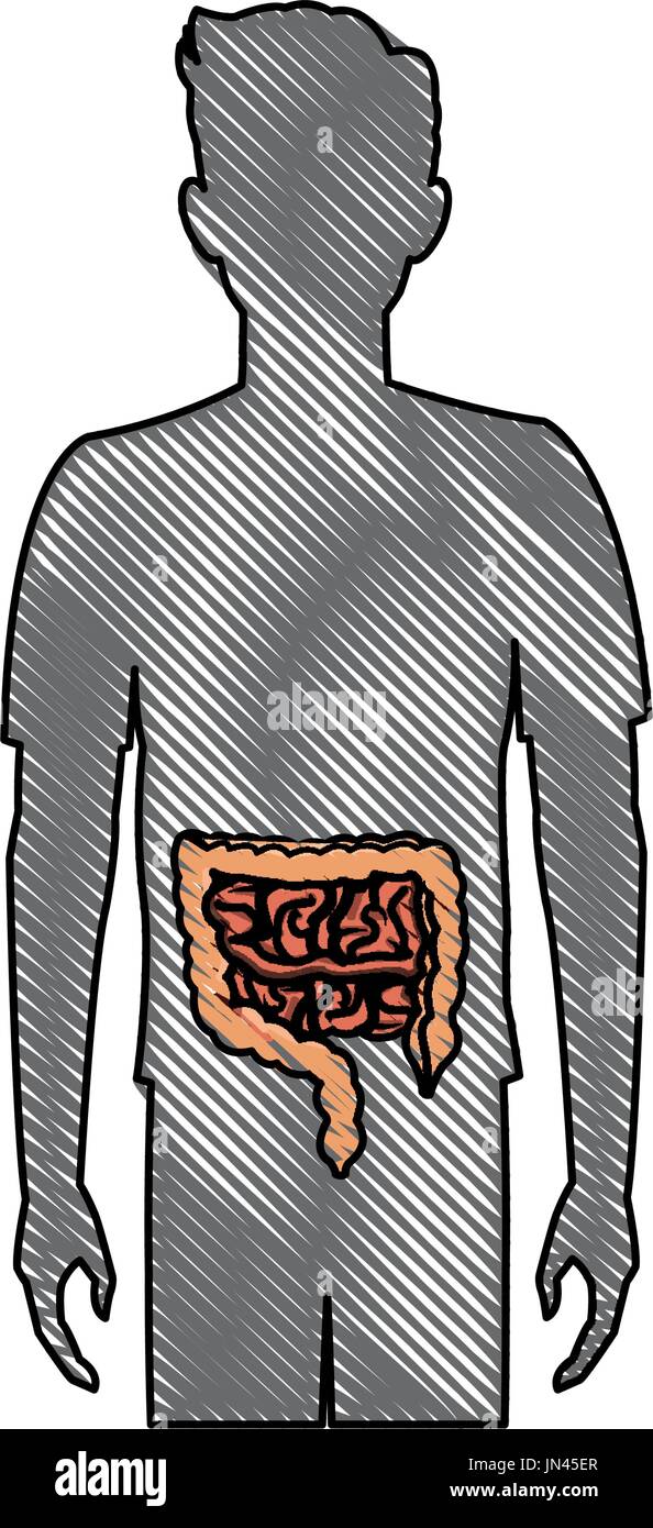 Mensch Körper Anatomie Darm Stock-Vektorgrafik - Alamy