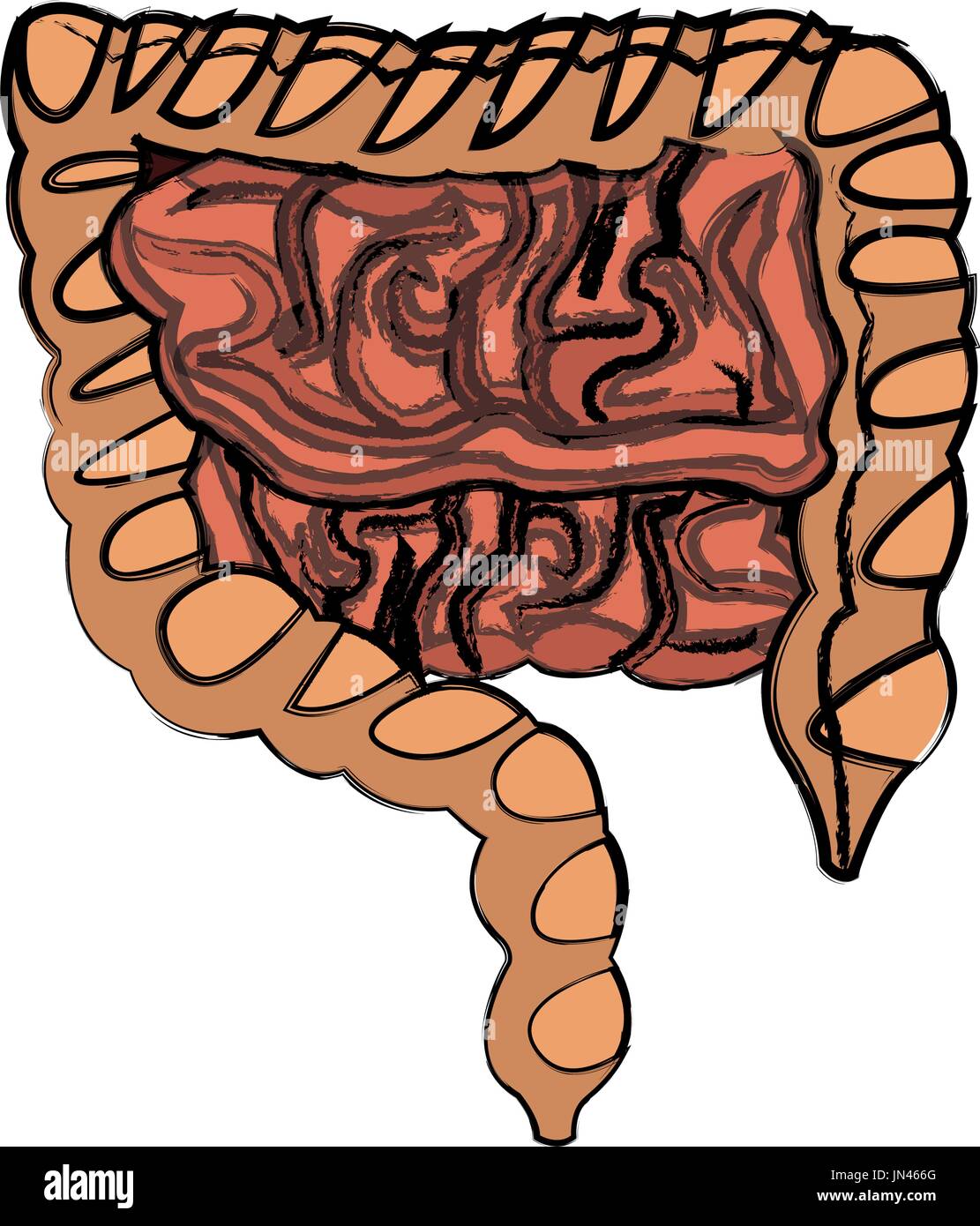 Mensch Körper Anatomie Darm Stock-Vektorgrafik - Alamy