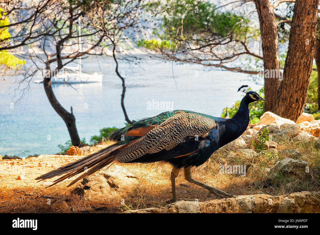 Pfau auf der Insel Lokrum, Dubrovnik, Kroatien Stockfotografie - Alamy