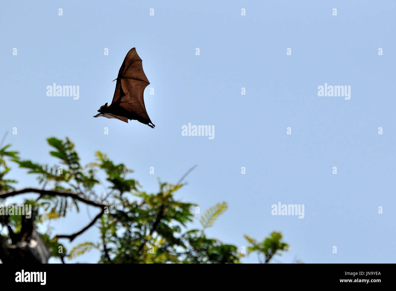Fledermaus im flug -Fotos und -Bildmaterial in hoher Auflösung – Alamy
