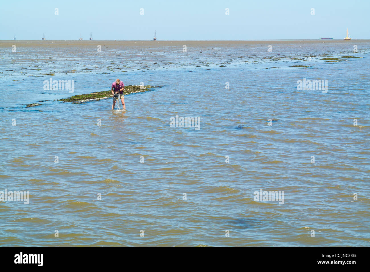 Muscheln muscheln reinigen -Fotos und -Bildmaterial in hoher Auflösung ...