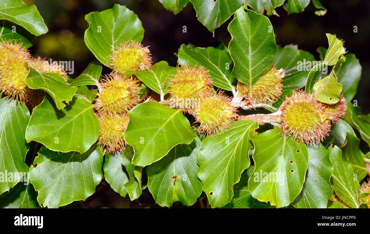 Buchecker rotbuche -Fotos und -Bildmaterial in hoher Auflösung – Alamy