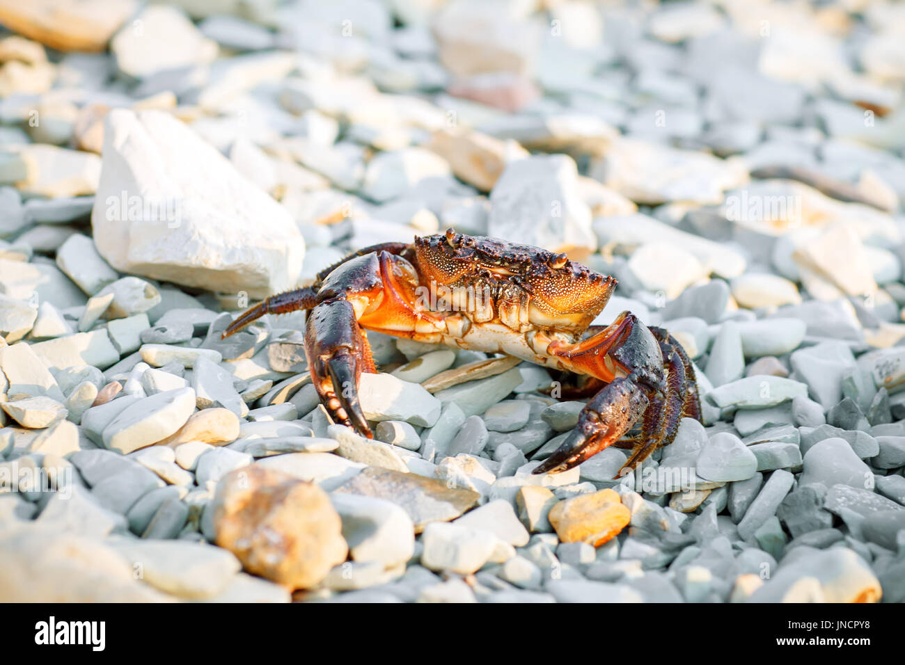 Bunte Krabbe Stockfotos und -bilder Kaufen - Alamy