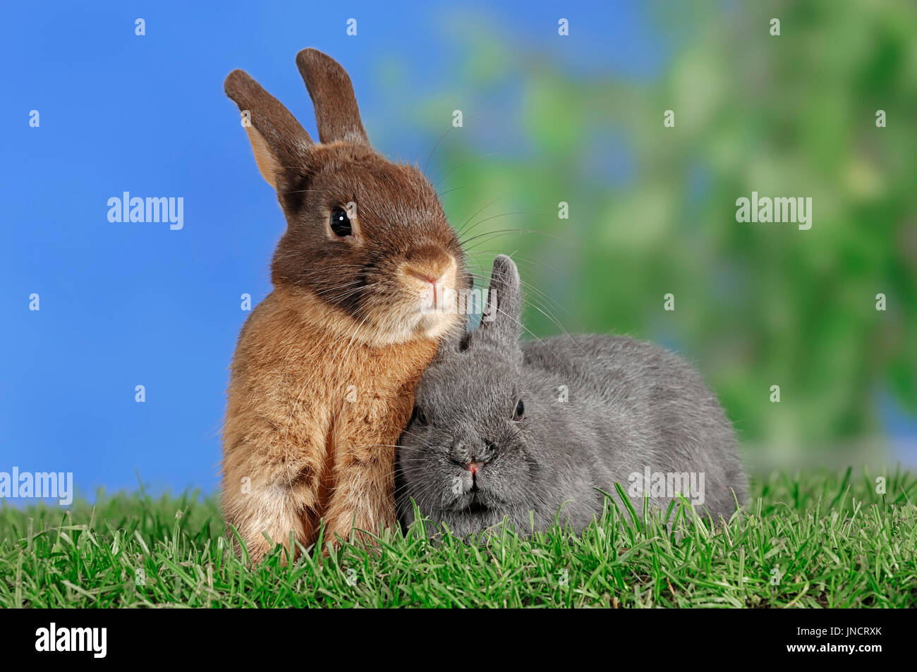 Dwarf rabbits -Fotos und -Bildmaterial in hoher Auflösung – Alamy