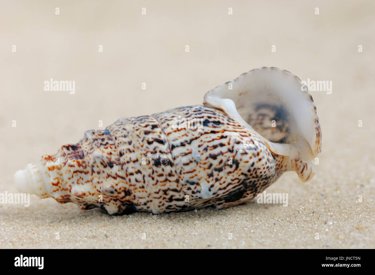 Muschel / (Pseudovertagus Aluco) | Meeresschnecke, Schneckenhaus / (Pseudovertagus Aluco ...