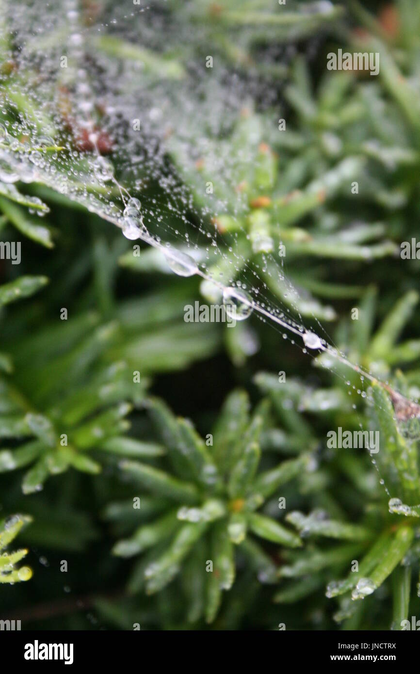 Gemeinsame regenspinne -Fotos und -Bildmaterial in hoher Auflösung – Alamy