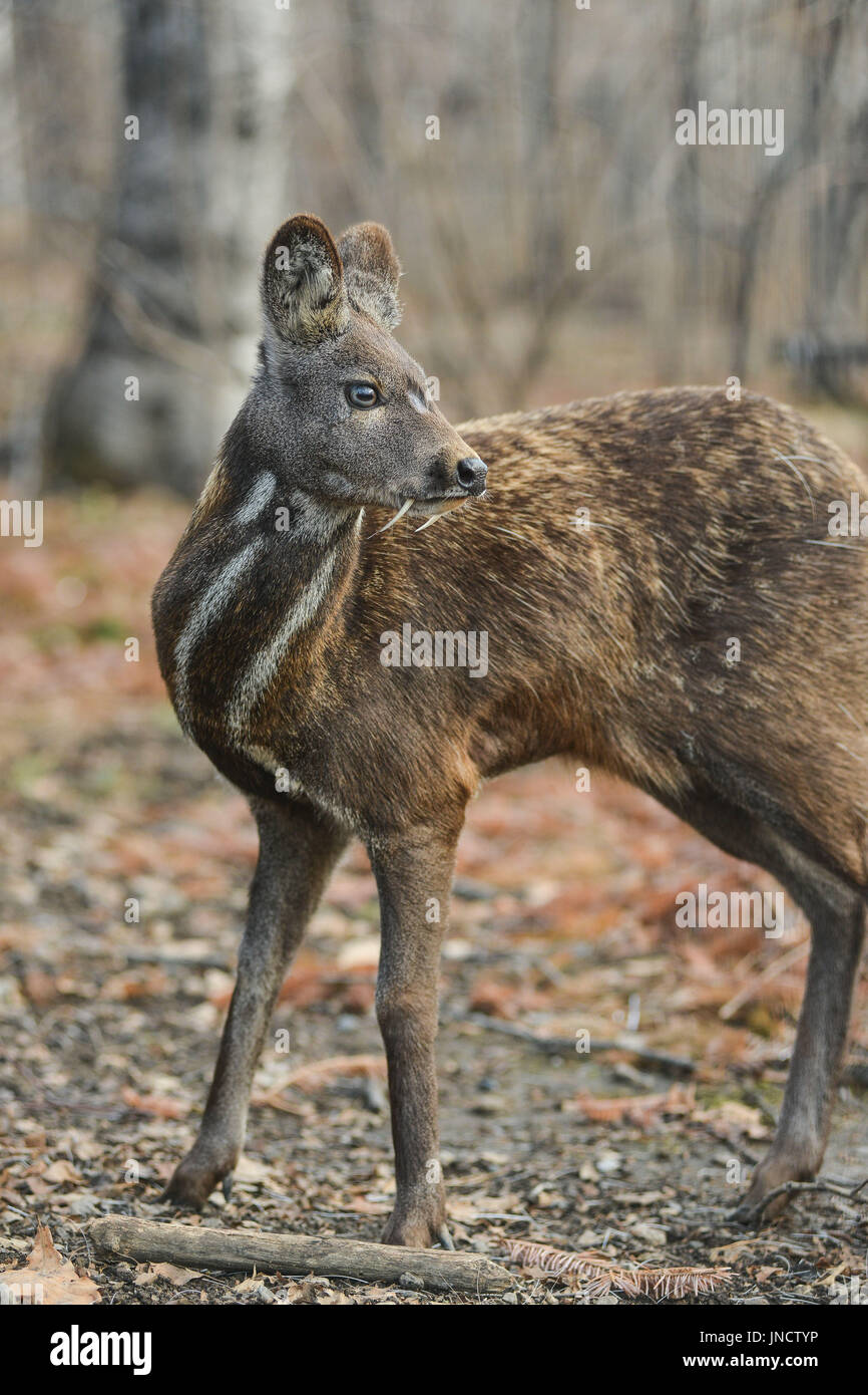 Siberian musk deer -Fotos und -Bildmaterial in hoher Auflösung – Alamy