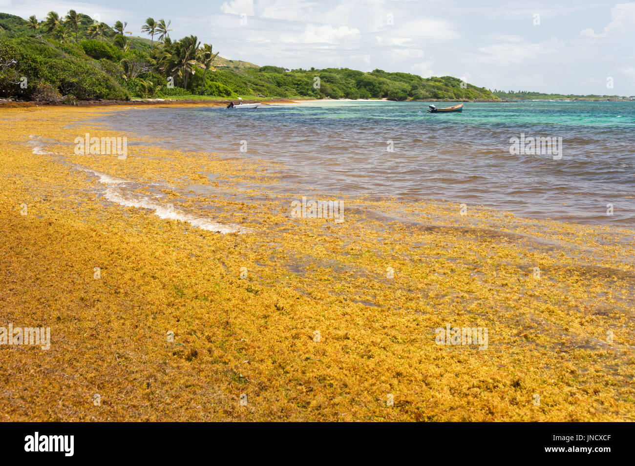 Große Mengen von Sargassum-Algen lag an Land am Strand "Anse au Bois ...