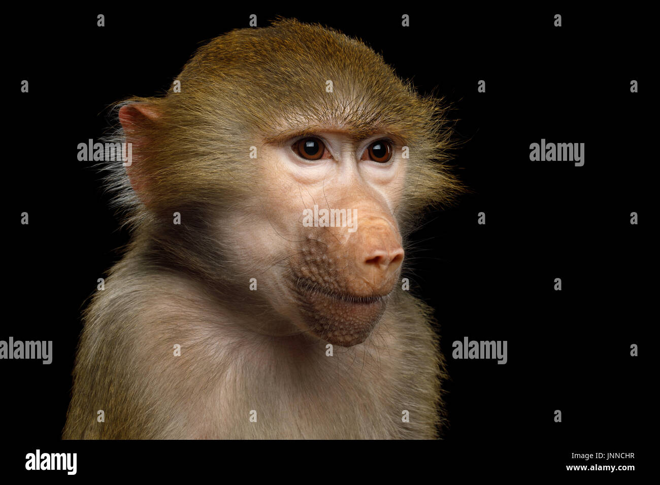 Pavian von angesicht zu angesicht -Fotos und -Bildmaterial in hoher ...