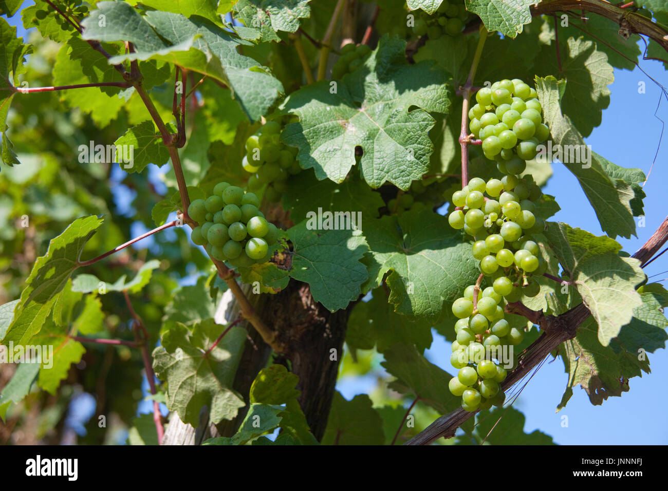 Weiss Wein Stockfotos und -bilder Kaufen - Alamy