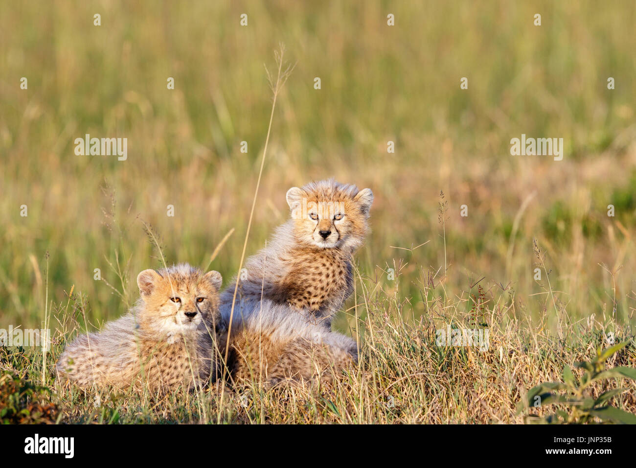 Gepard Auf Savanne Stockfotos und -bilder Kaufen - Alamy