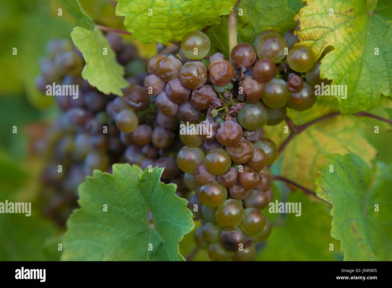 Vintage blau -Fotos und -Bildmaterial in hoher Auflösung – Alamy