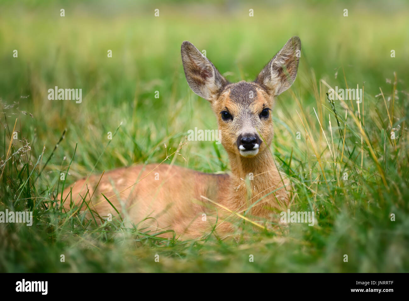 Rotwild Capreolus Capreolus Doe Stockfotos und -bilder Kaufen - Alamy