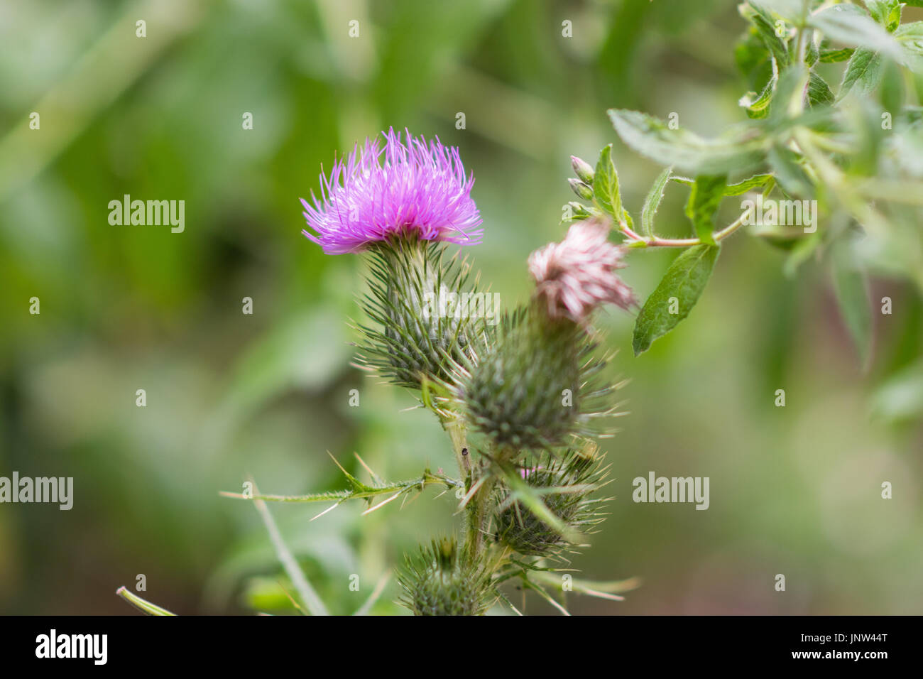 Schottland flora distel -Fotos und -Bildmaterial in hoher Auflösung – Alamy
