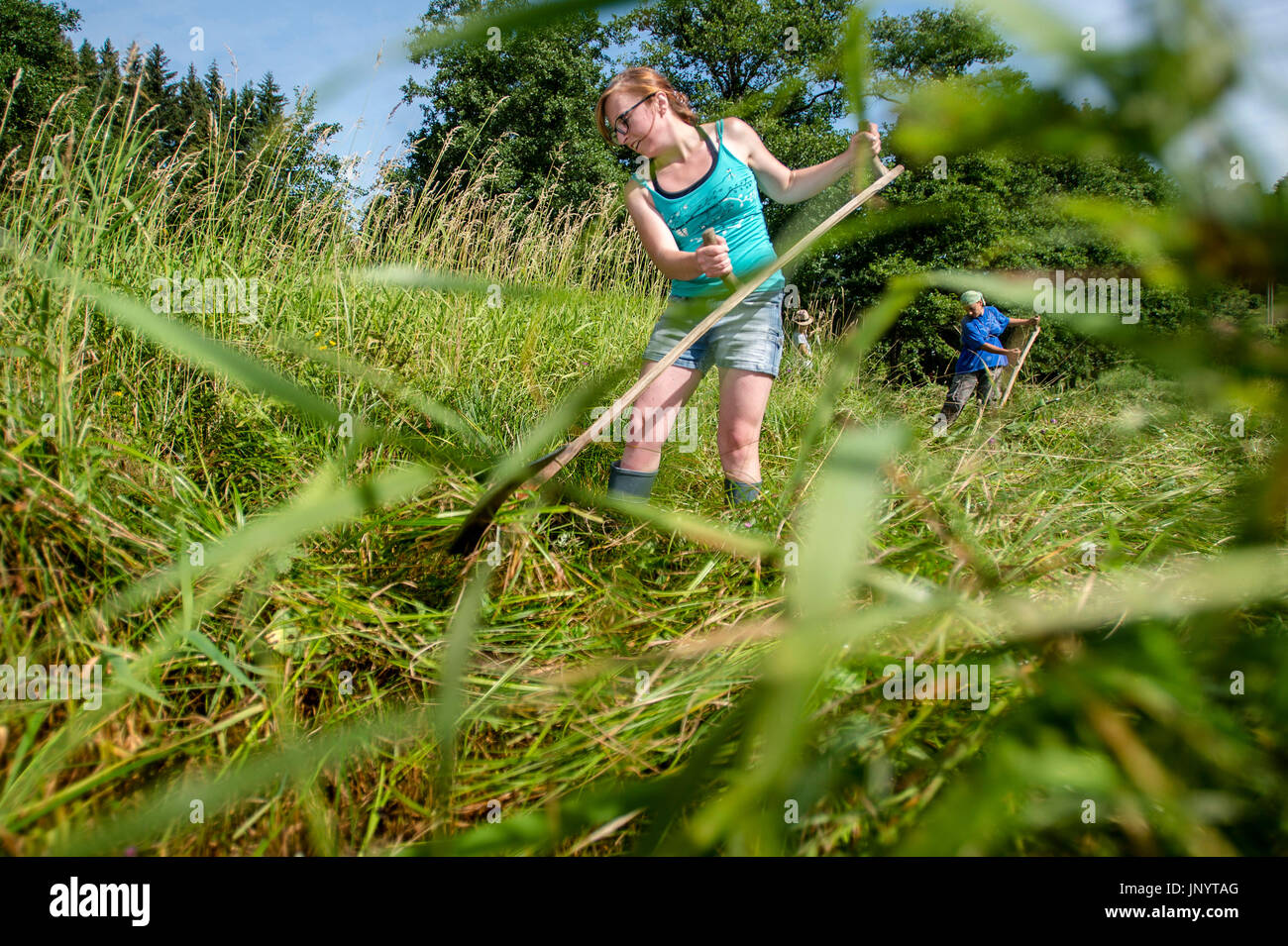 Novy Hradek, Tschechische Republik. 31. Juli 2017. Mäht man acht ...