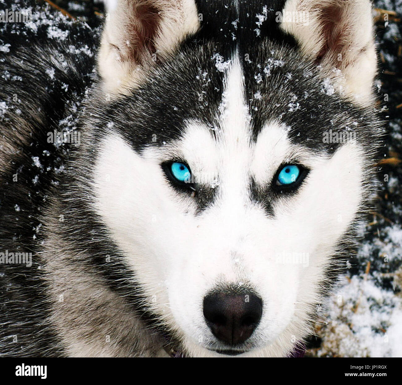 Sibirischer Wolf Stockfotos und -bilder Kaufen - Alamy