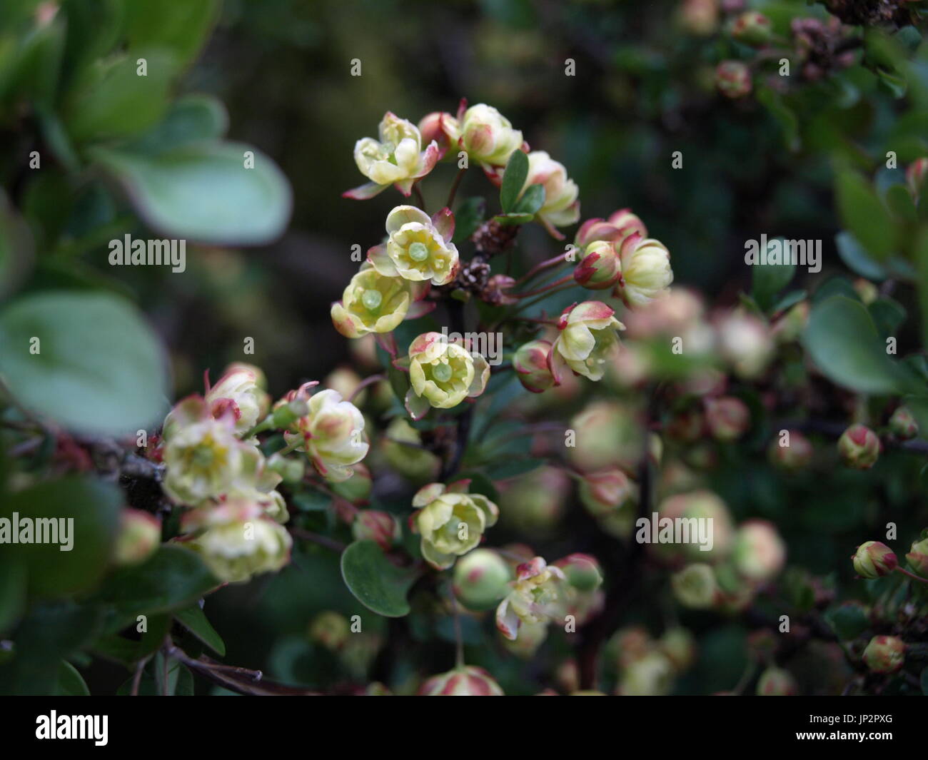 Japanese barberry berberis thunbergii -Fotos und -Bildmaterial in hoher ...