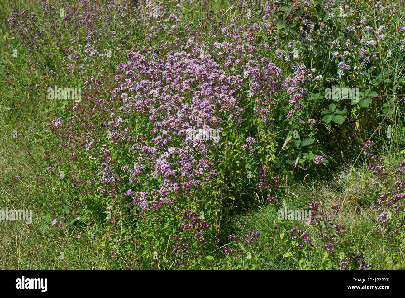 Majoran Oregano Blute