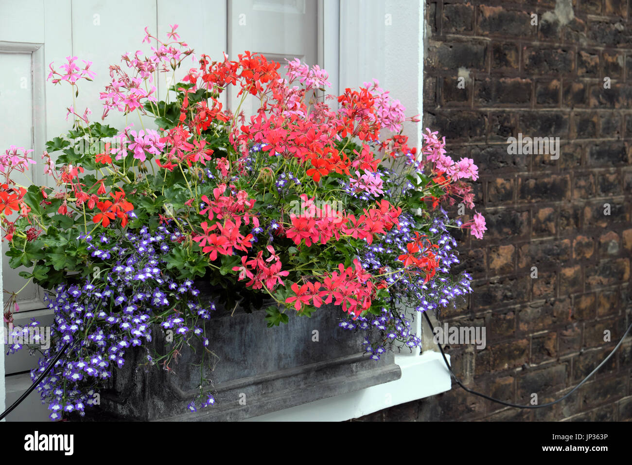 Fensterbox mit Pelargoniums und Lobelienblüten in einem Haus an der ...