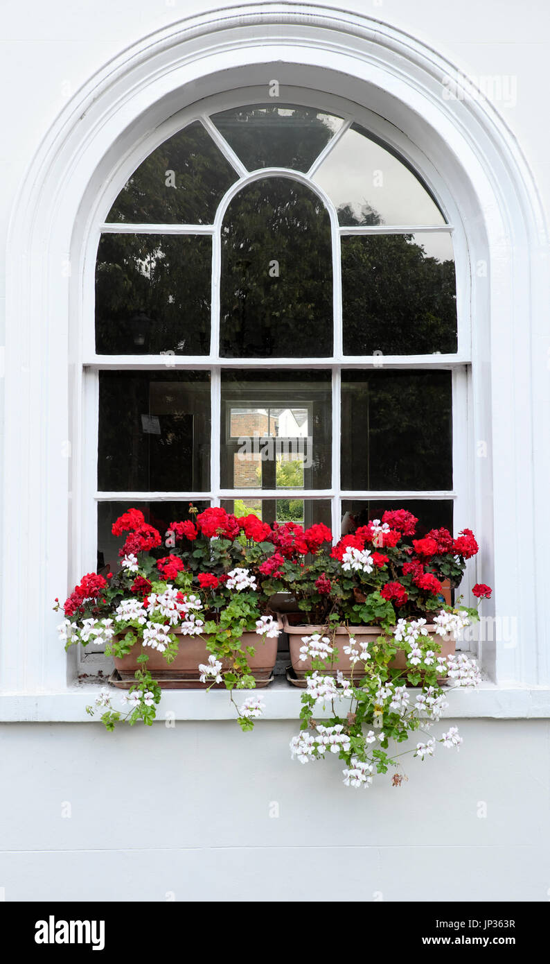 Fenster-Box gefüllt mit Pelargonien auf Colebrooke Row in Islington ...