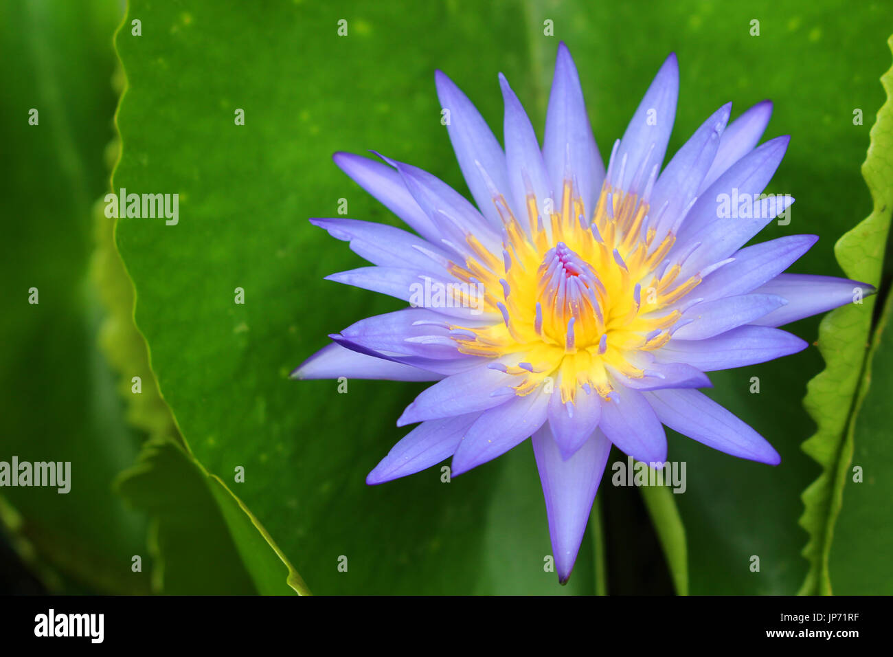 Blaue lotusblume -Fotos und -Bildmaterial in hoher Auflösung – Alamy