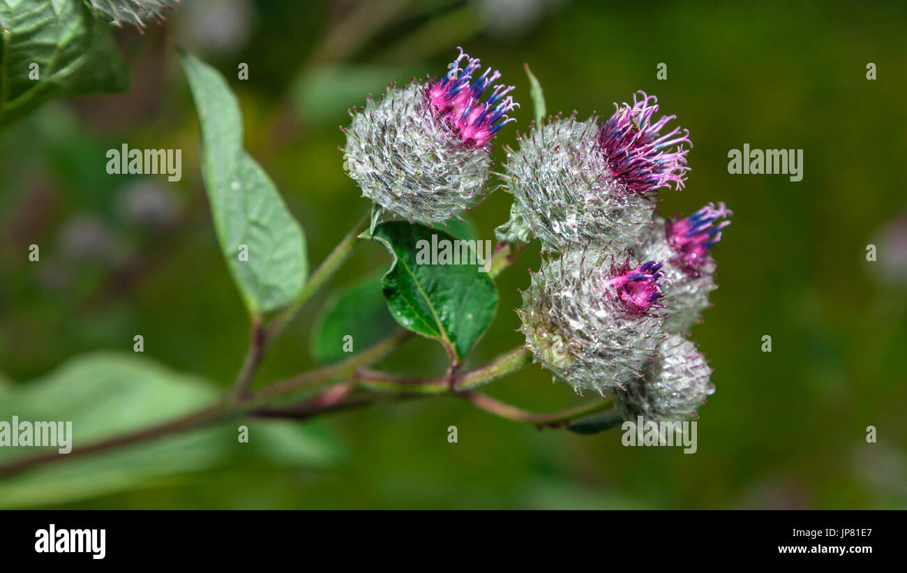 Nahaufnahme klettenblatt -Fotos und -Bildmaterial in hoher Auflösung ...
