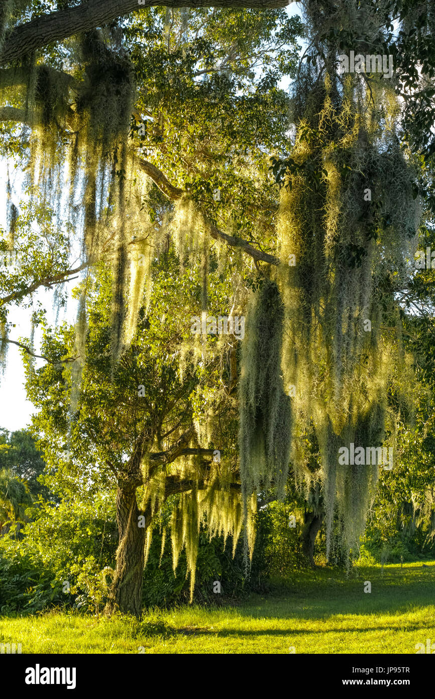 Spanish moss everglades -Fotos und -Bildmaterial in hoher Auflösung – Alamy