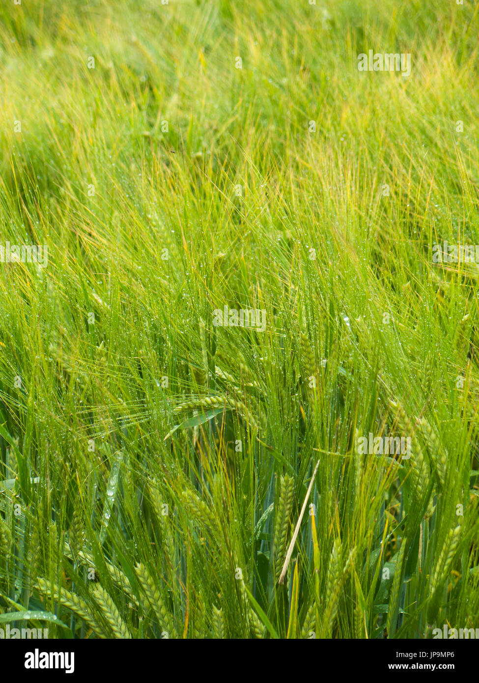 Getreidekorn gerste -Fotos und -Bildmaterial in hoher Auflösung – Alamy