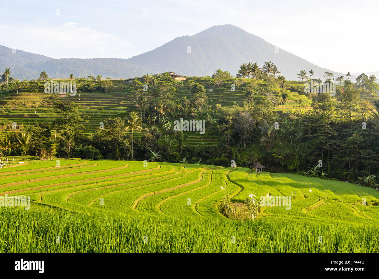berühmten Reisterrassen von Jatiluwih, UNESCO-Weltkulturerbe, Bali ...