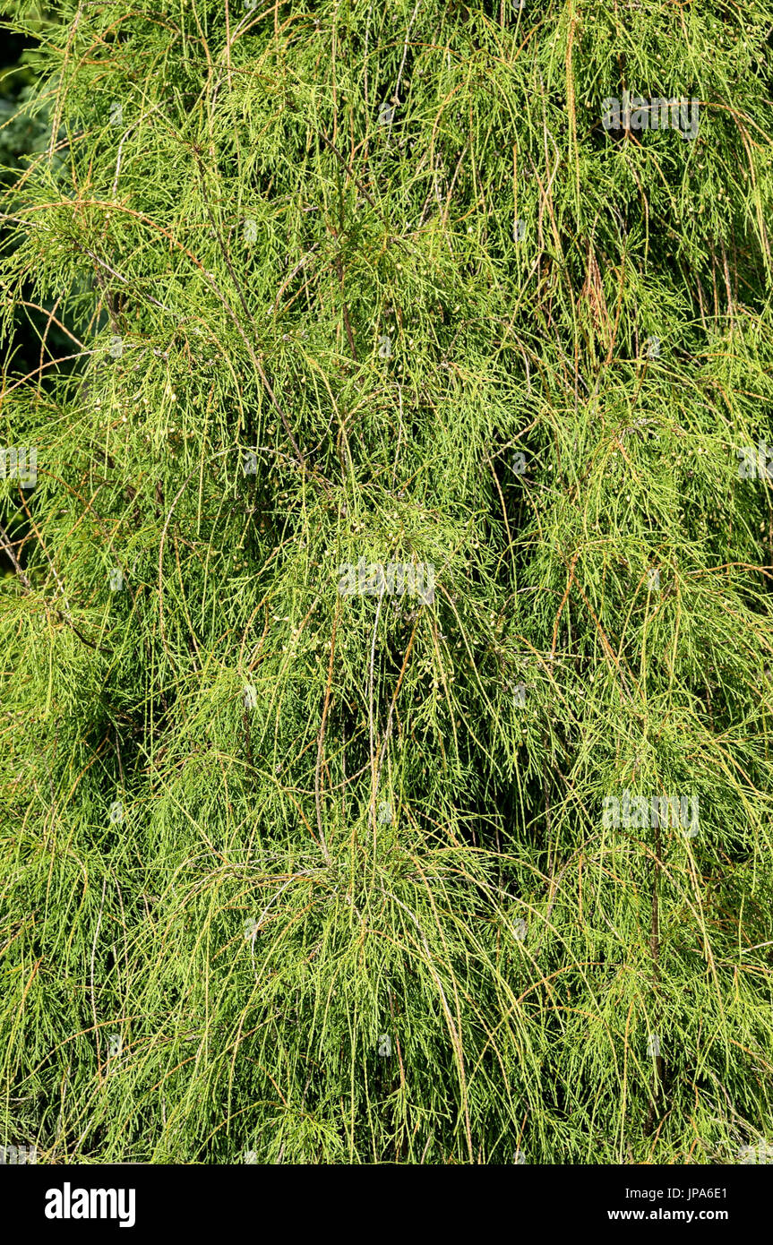 Thuja tree -Fotos und -Bildmaterial in hoher Auflösung – Alamy