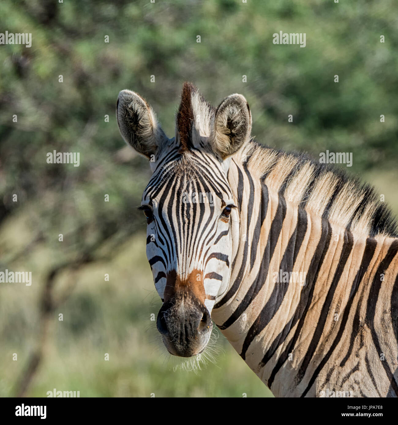 Afrika Zebra Stockfotos und -bilder Kaufen - Alamy