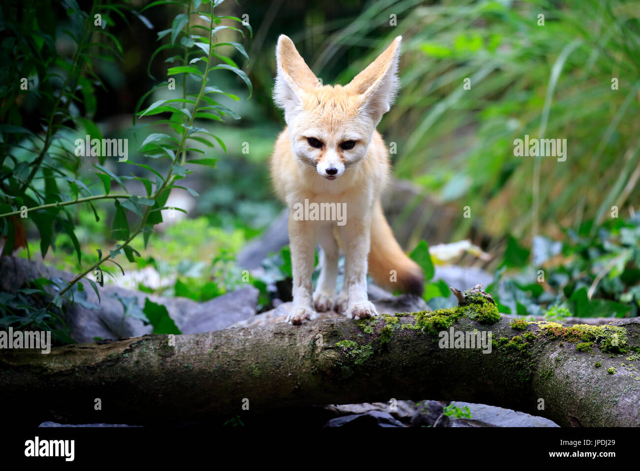 Fennek fuchs vulpes zerda -Fotos und -Bildmaterial in hoher Auflösung ...