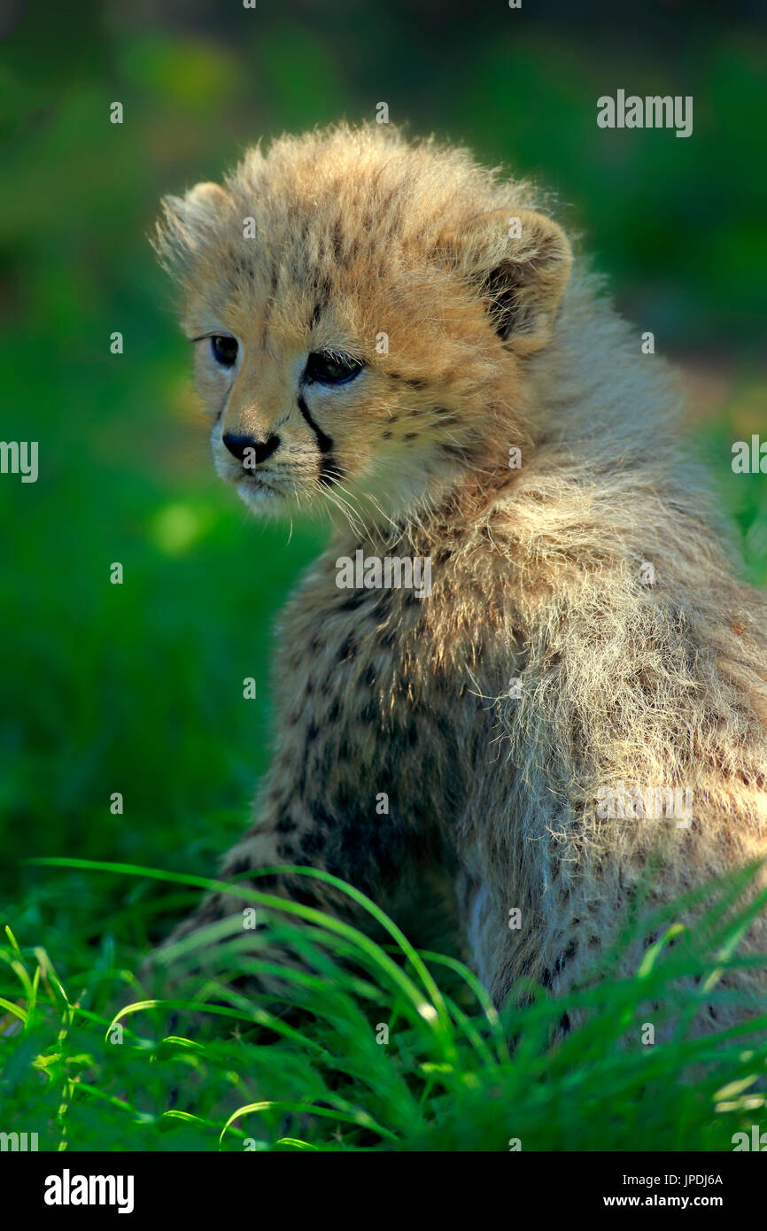 Junger sudan gepard -Fotos und -Bildmaterial in hoher Auflösung – Alamy