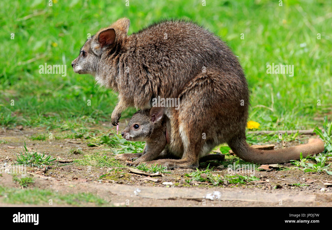 Tier jung -Fotos und -Bildmaterial in hoher Auflösung – Alamy